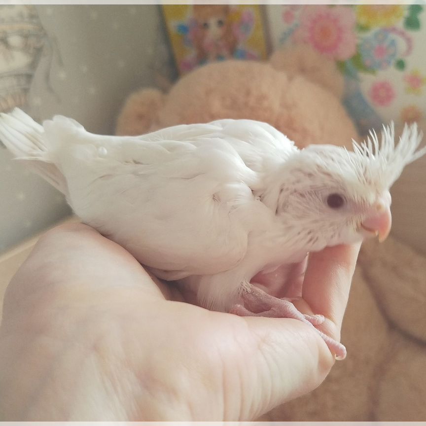 Попугаи кореллы безщекие ручные малыши