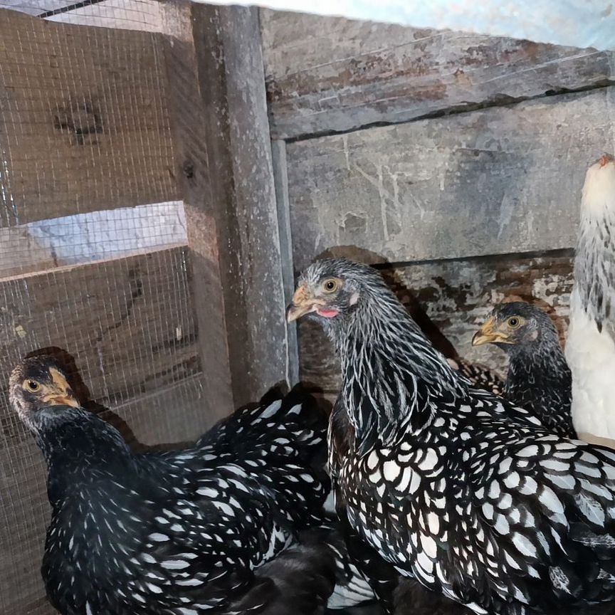 Виандот куриная семейка