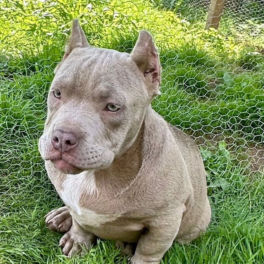 Американский булли девочка покет