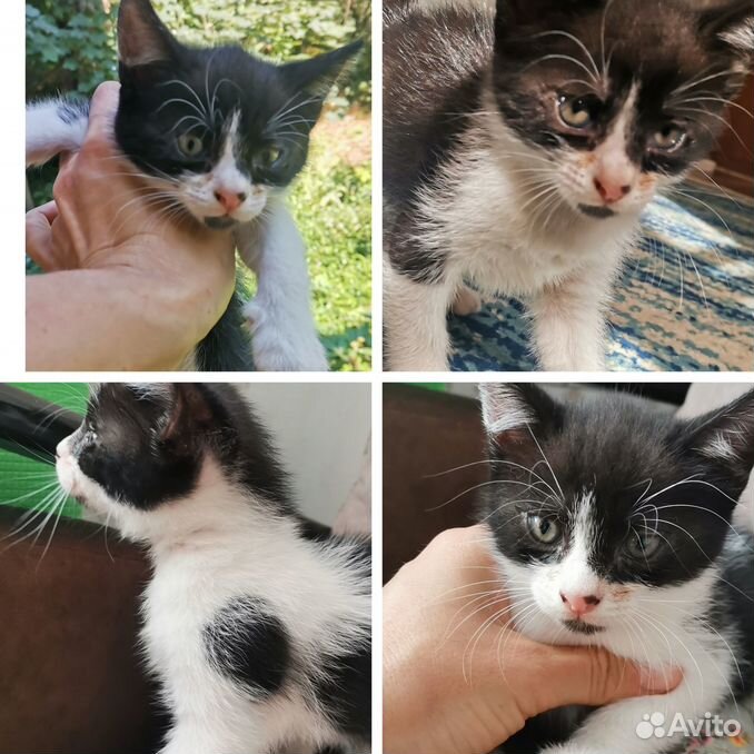 Умные и весёлые котята в добрые руки