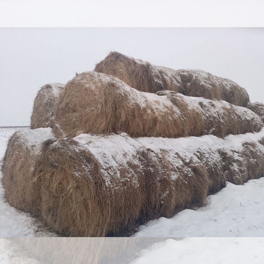 Сено в рулонах