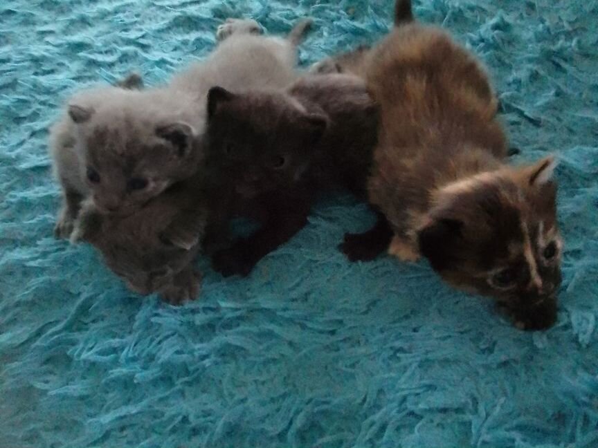 Котята отдам в добрые руки бесплатно