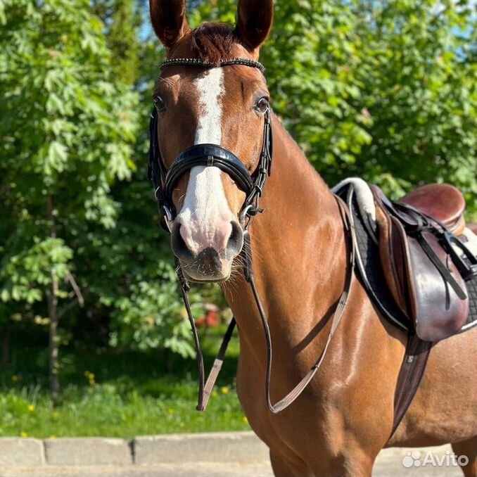 Кобыла будённовской породы