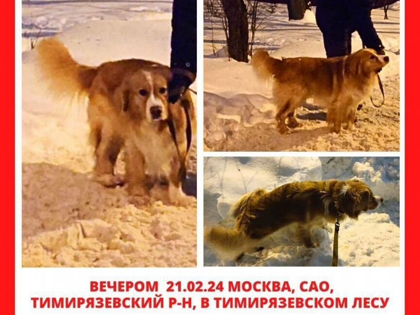 Ретривер ищем хозяев