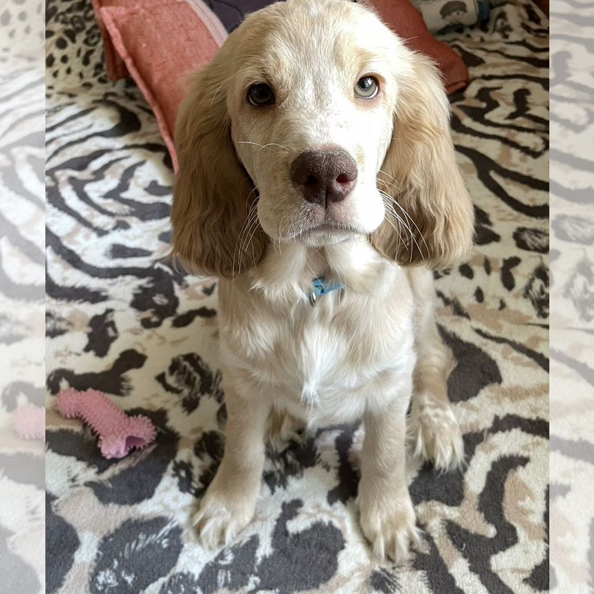 Кокер спаниель, щенок