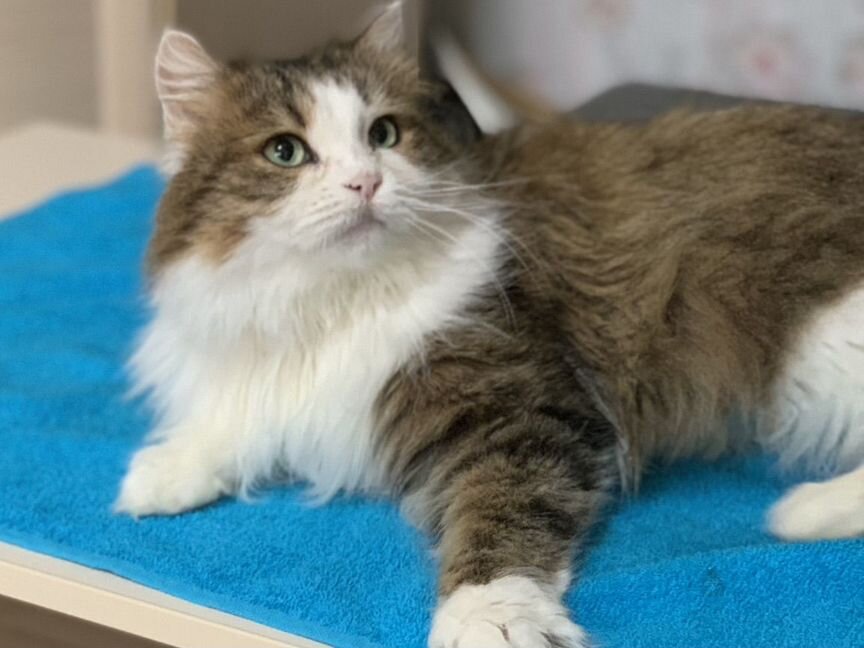 Кошки