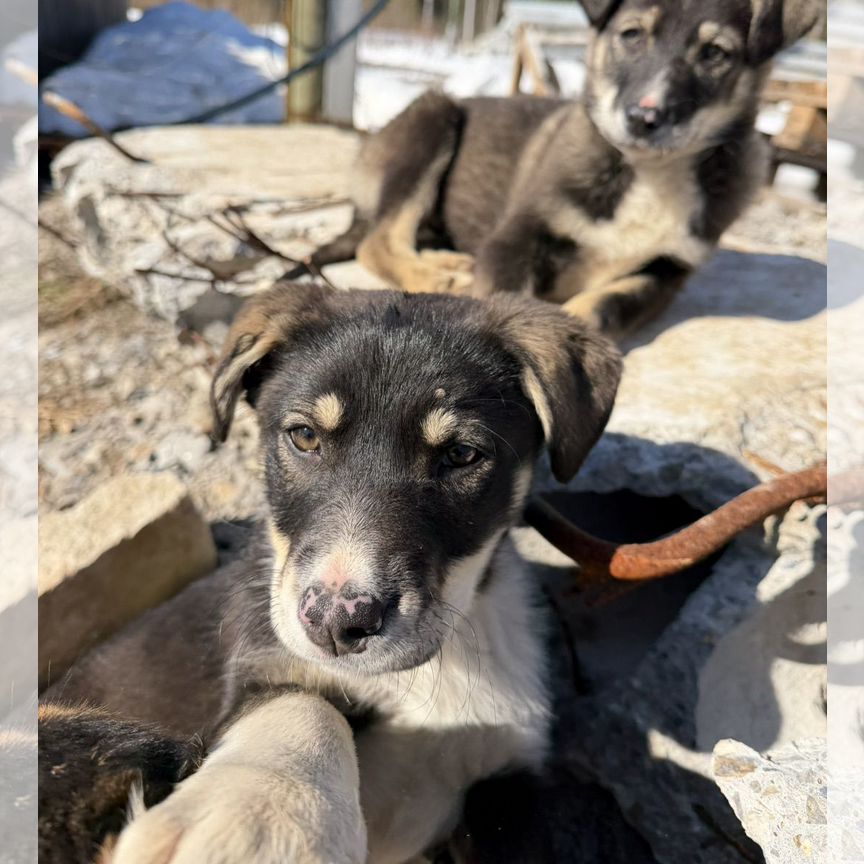 Щенок в добрые руки