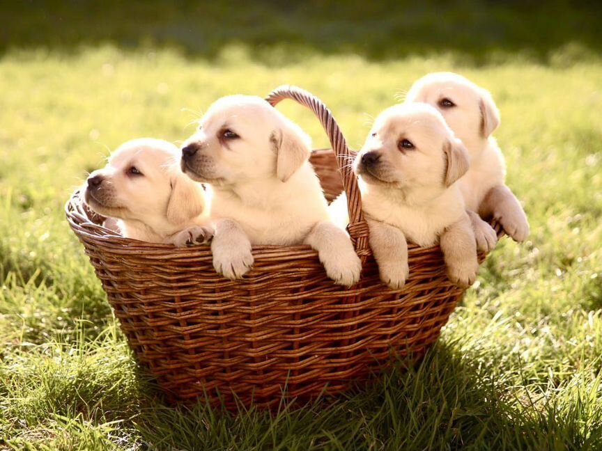 Щенки лабрадора