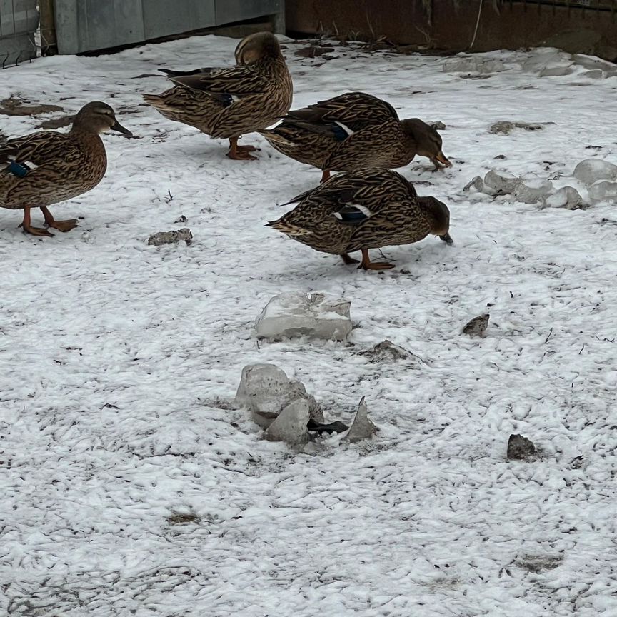 Тульские подсадные утки