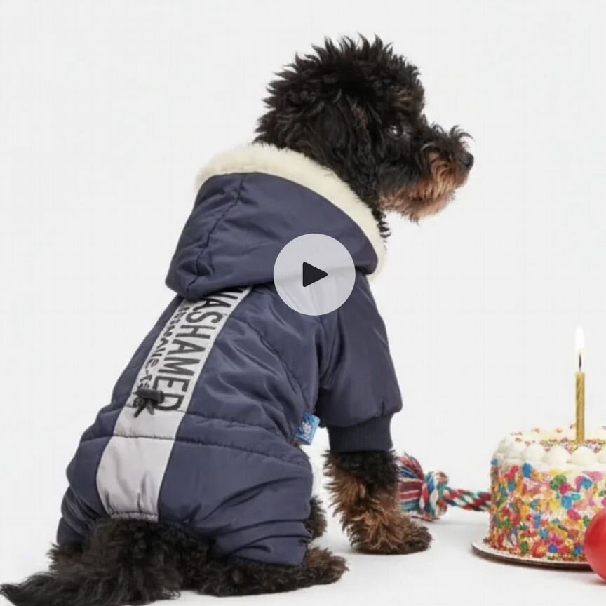 Одежда для собак мелких пород бу - S