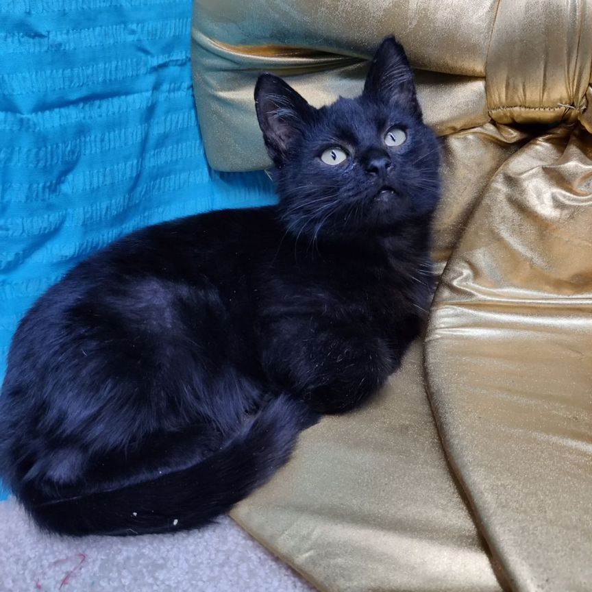 Котенок девчушка