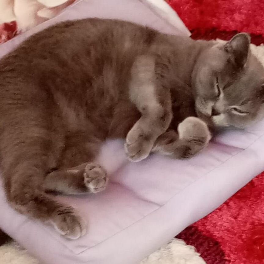 Шотландская прямоухая короткошёрстная, взрослая кошка