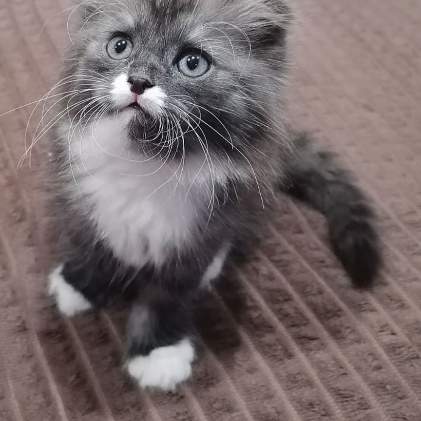 Котёнок в добрые руки