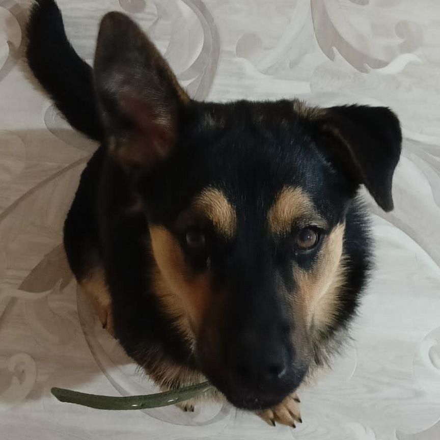 Взрослая собака в добрые руки