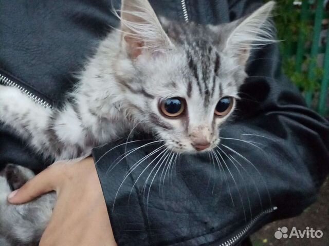 Котенок Рина девочка любит играть 5 месяцев