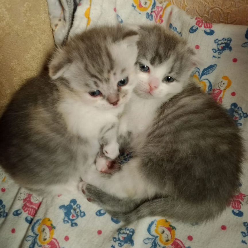 Вислоухие котята