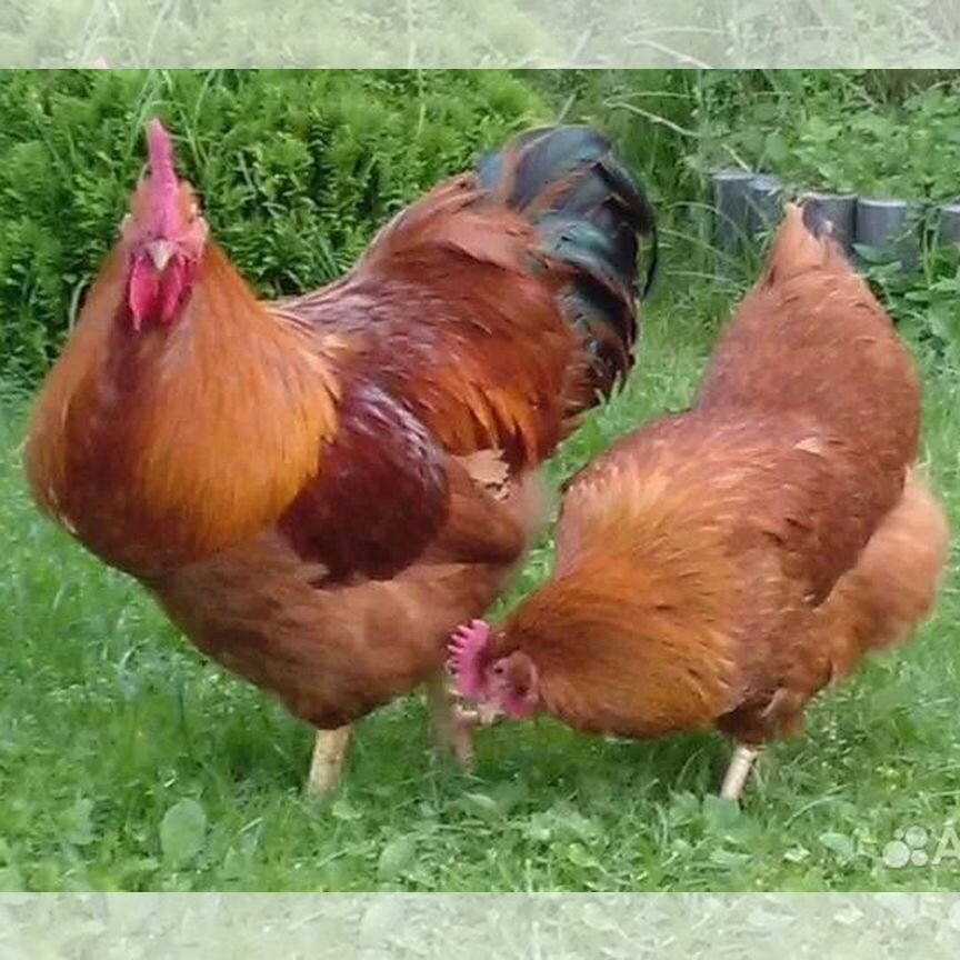 Цыплята Ред Бро