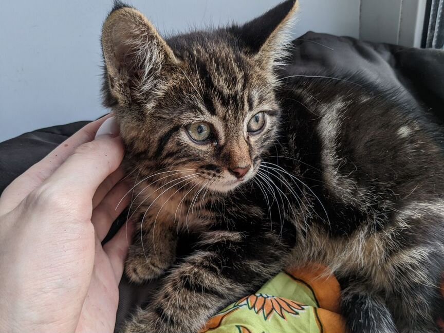 Котëнок в добрые руки SOS