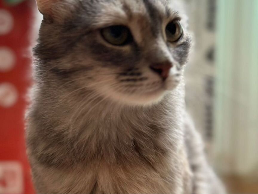 Кошечка Марта