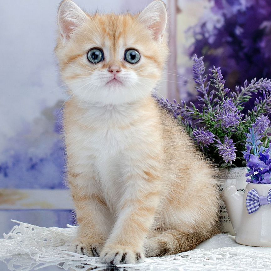 Котенок золотая шиншилла