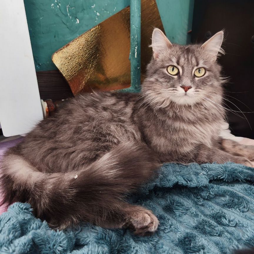 Взрослая, Девочка кошка в добрые руки