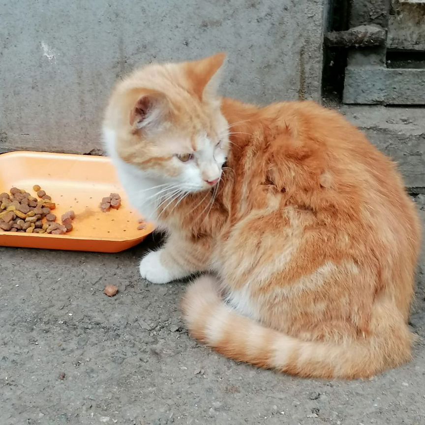 Нужен временный дом