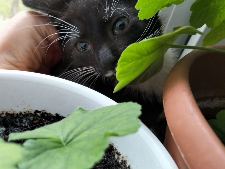 Котята в добрые руки даром бесплатно