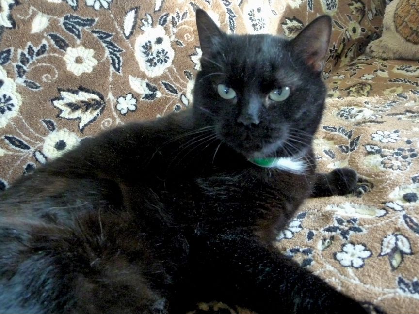 Черная пантерка