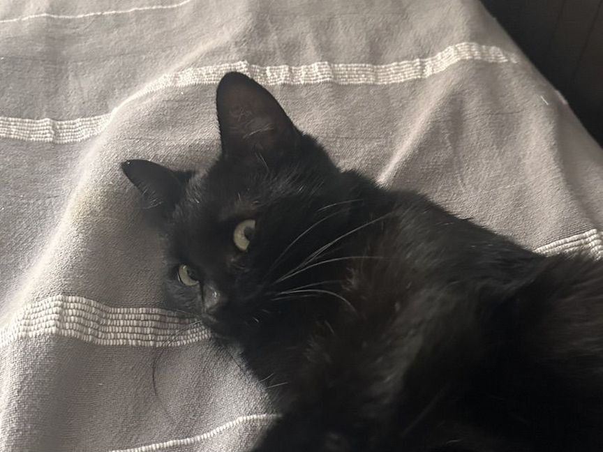 Котенок в добрые руки бесплатно