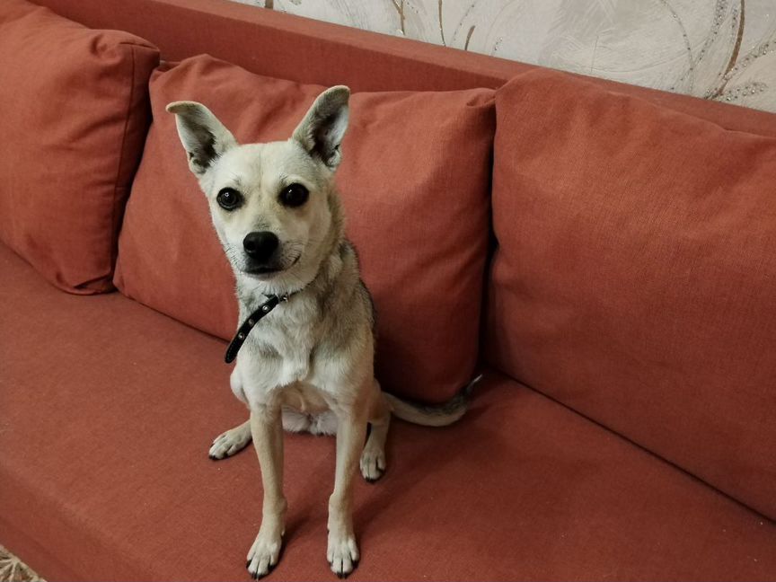 Собака в добрые руки