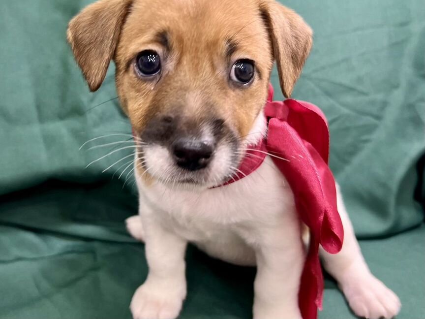 Продам щенков джек рассел терьер