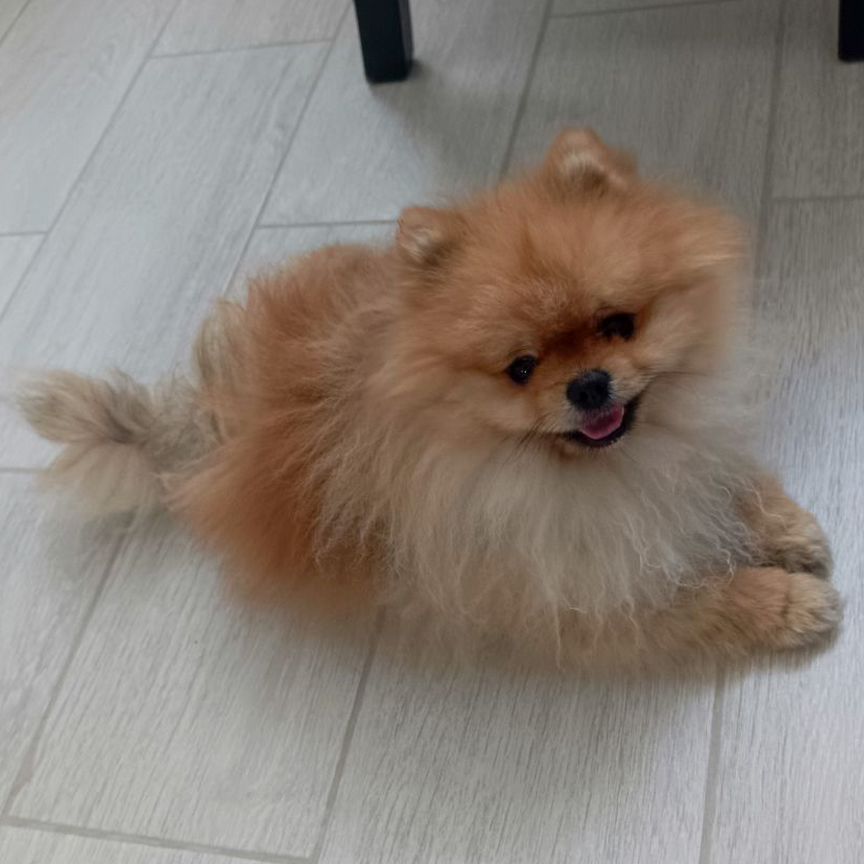 Померанский шпиц