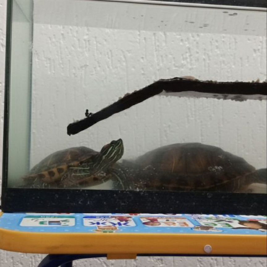 Черепаха Красноухая