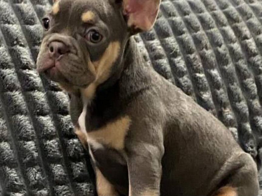 Французский бульдог