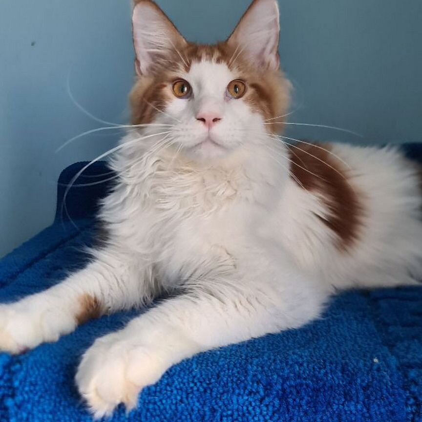 Мейн-кун котяра