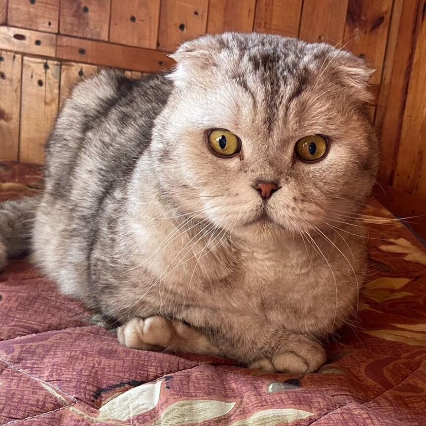 Кот-бегемот