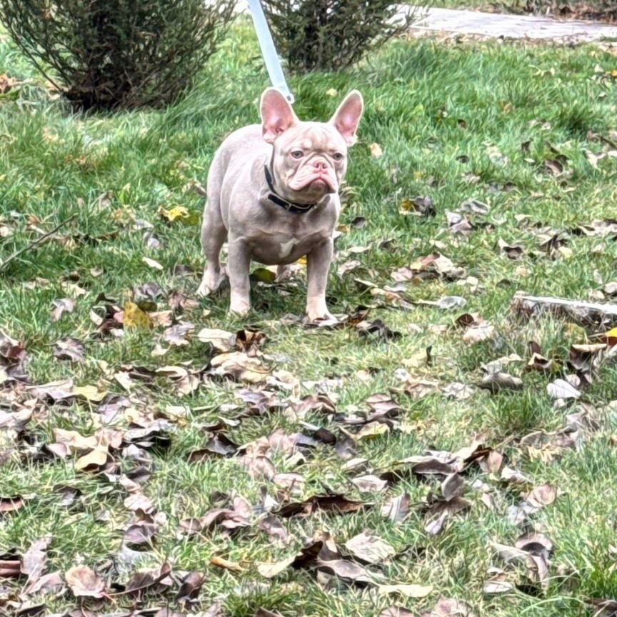 Французский бульдог мальчик