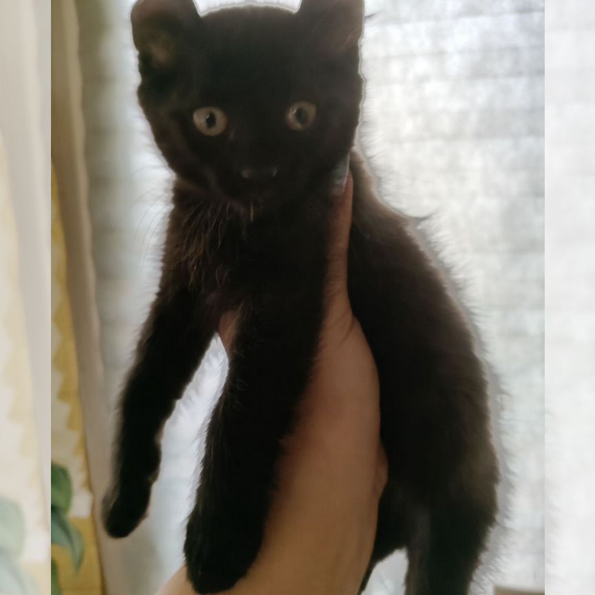 Котёнок в добрые руки
