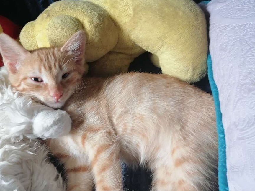 Котята в добрые руки бесплатно коты