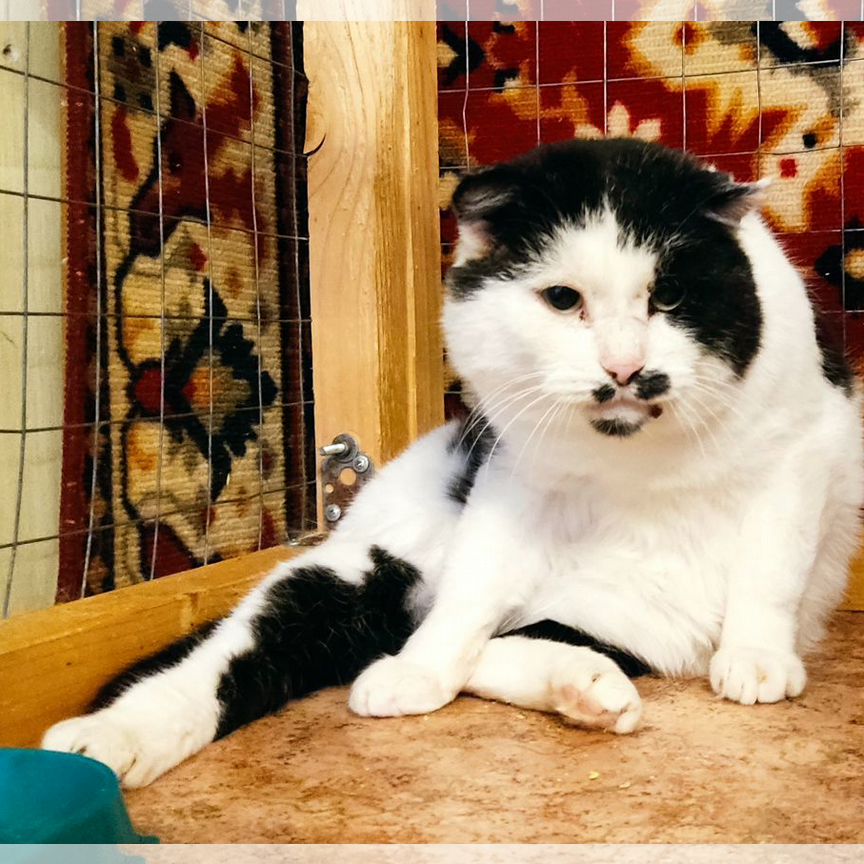 Мачо в добрые руки