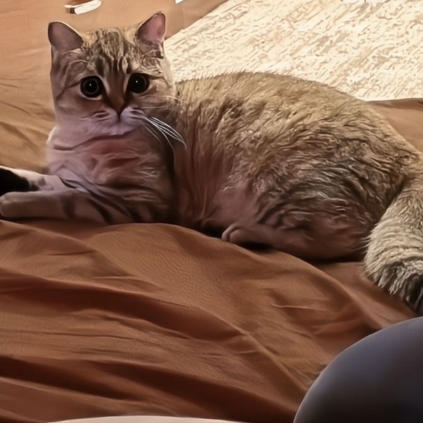 Шотландский прямоухий короткошёрстный кот, вязка