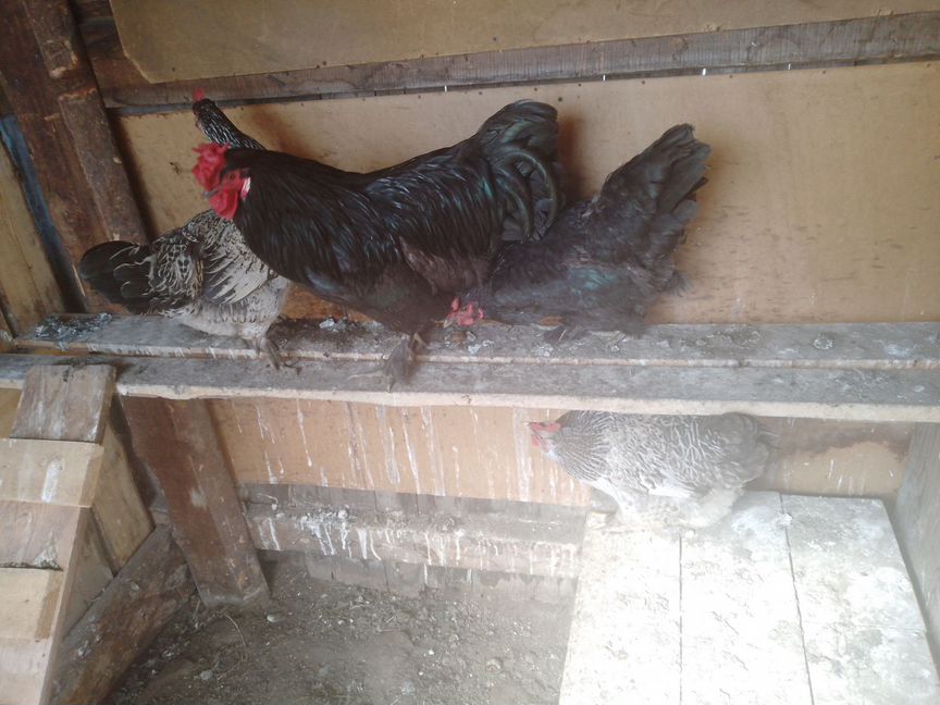 Курицы несушки, питух