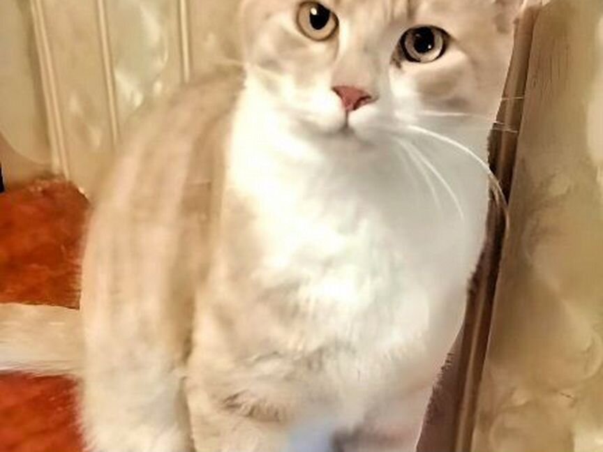 Кот Фунтик