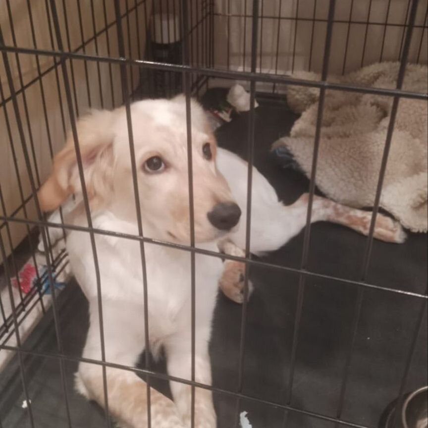 Русский спаниель