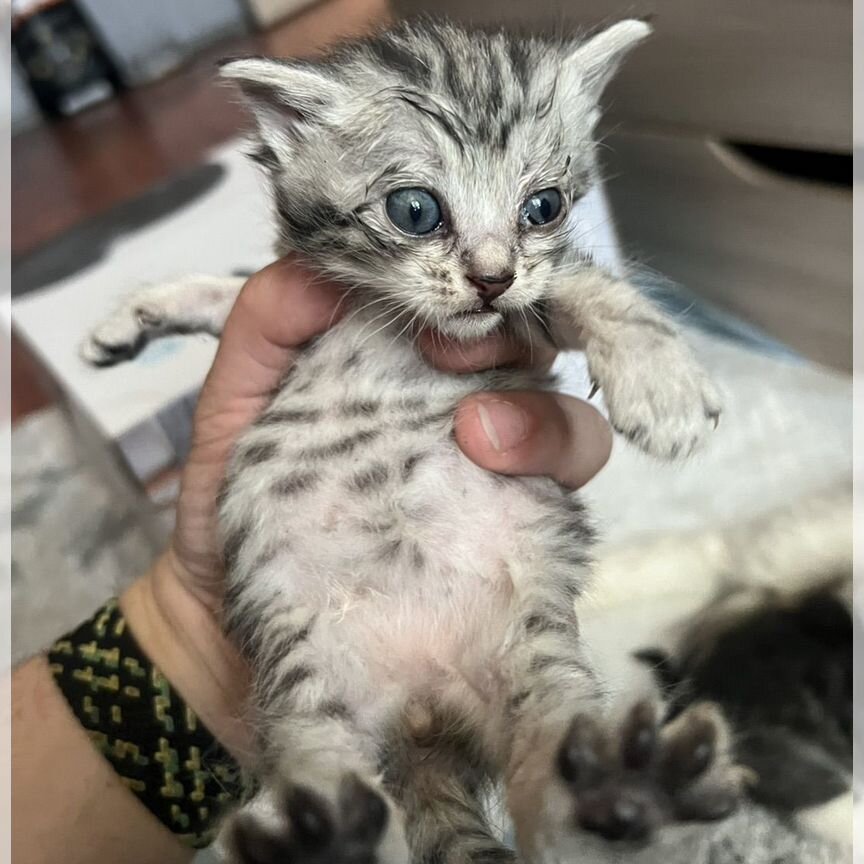Милые котята ищут дом