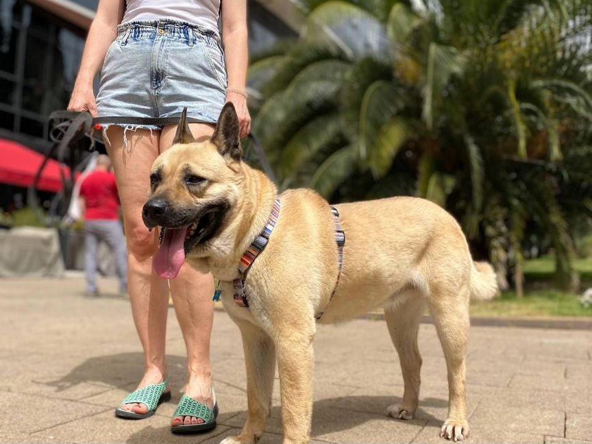 Метис американской акиты-ину в добрые руки в дар