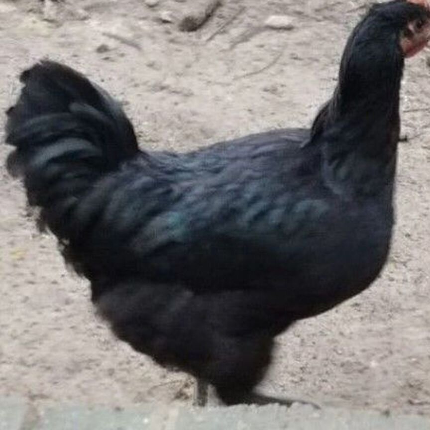 Австралорп молодой петух домашний