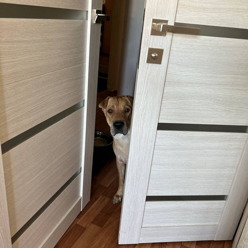 Собака в добрые руки отдам бесплатно