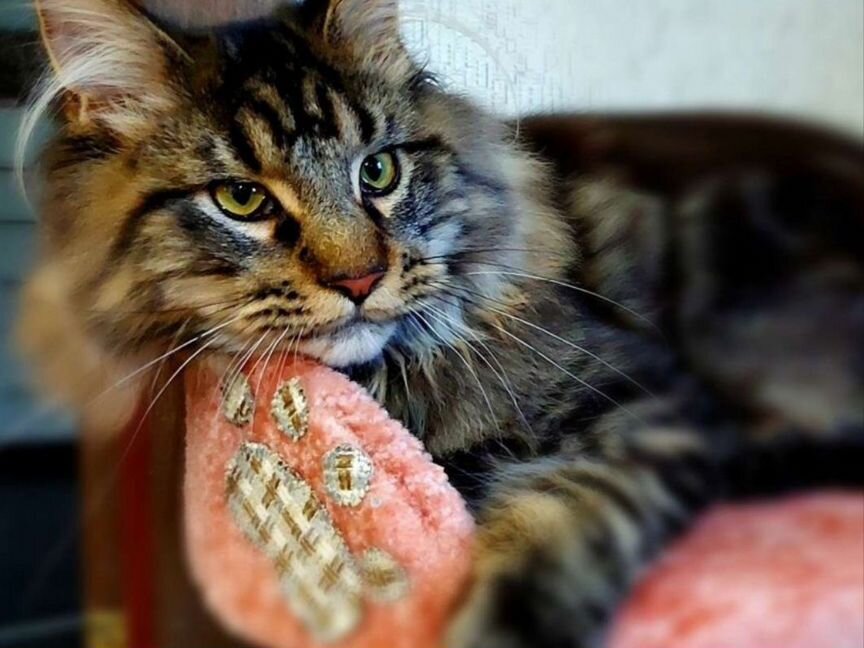 Мейн-кун в добрые руки