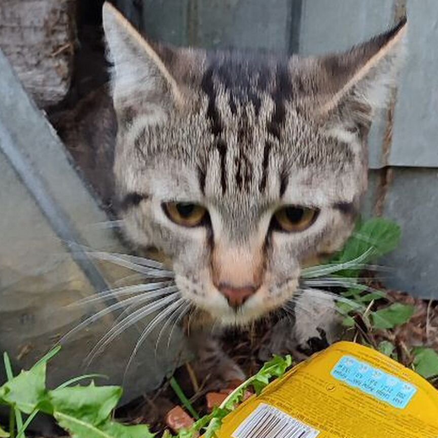 Найден котик